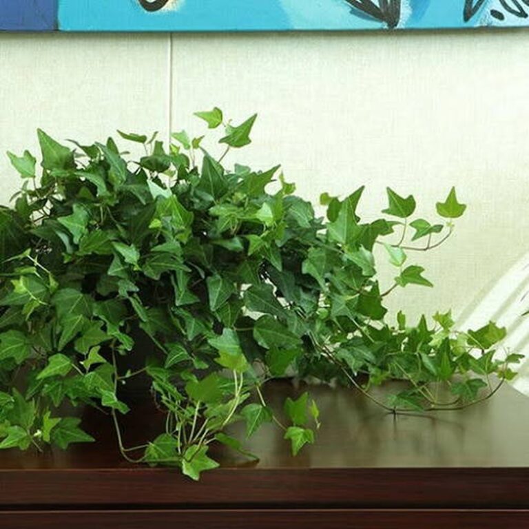 26 Stunning Types of Ivy Houseplants for Your Green Haven