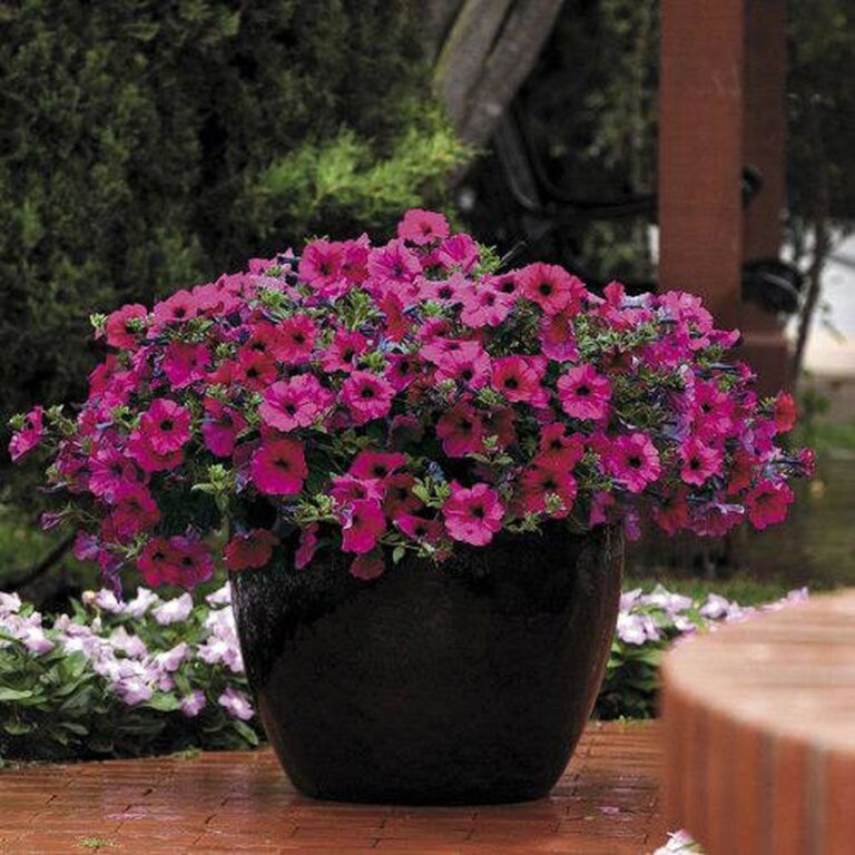 40 Stunning Types of Petunias That Brighten Any Garden