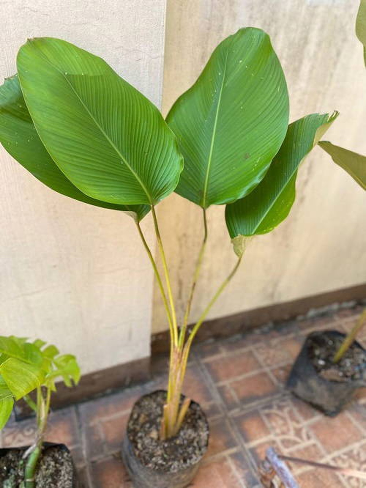 10 Beautiful Indoor Plants That Look Like Palm Trees