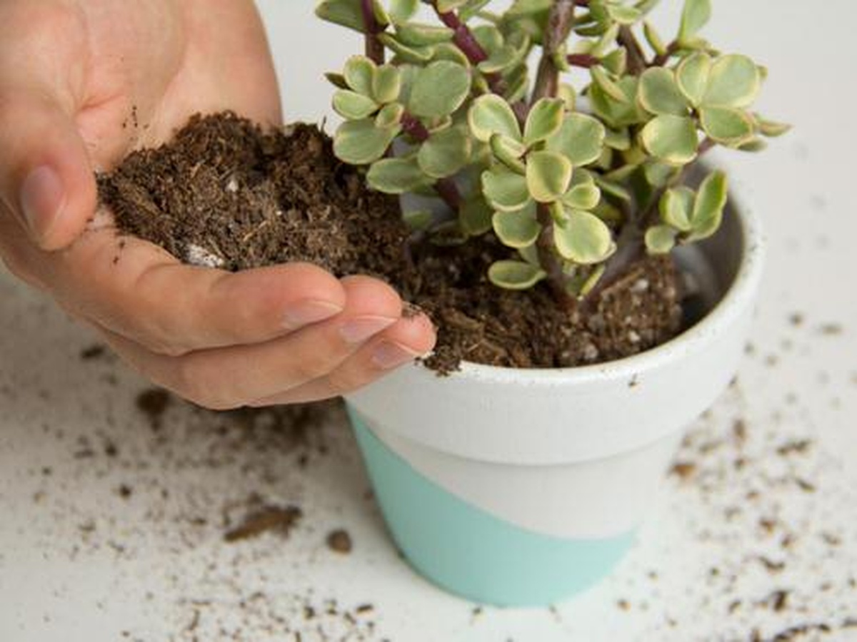 12 Brilliant Hacks to Revive Your Dying Plants Instantly