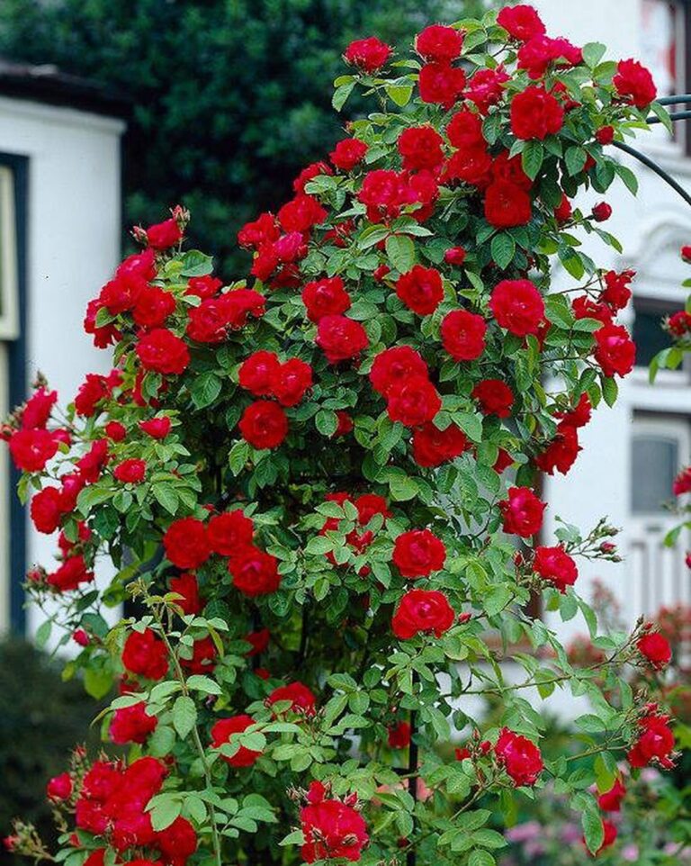 17 Stunning Red Plants in Florida with Pictures to Inspire You