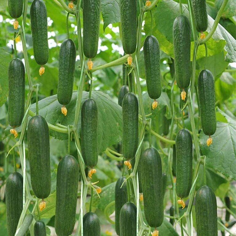 20 Delightful Mini Cucumber Varieties for Your Garden Delight