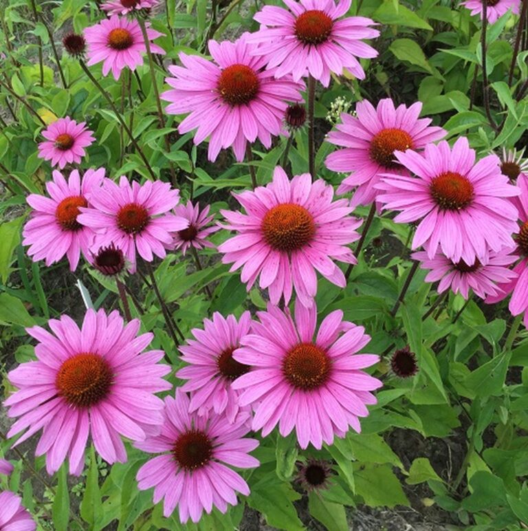 42 Types of Coneflower Varieties to Brighten Your Garden