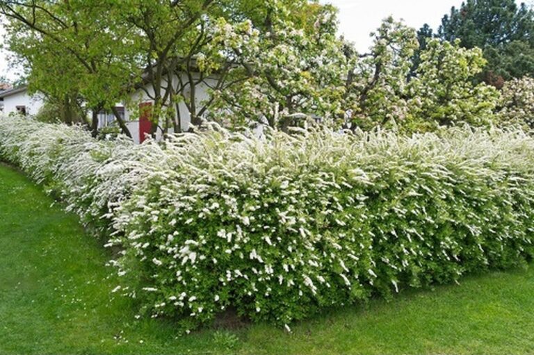40 Brilliant Low Maintenance Hedge Plants for Effortless Gardens