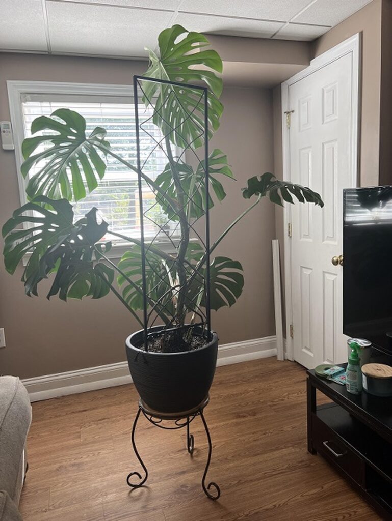 21 Beautiful Monstera Trellis Ideas for Plant Lovers