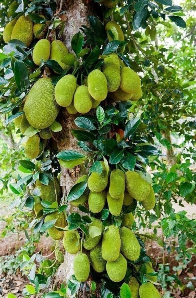 11 Smelly Fruits that Stink and Smell: Hold Your Nose!
