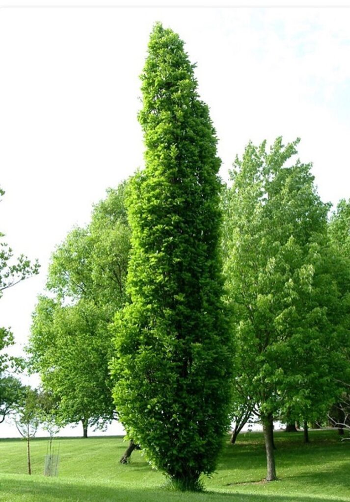 28 Stunning Tall Skinny Trees for Your Perfect Garden Oasis