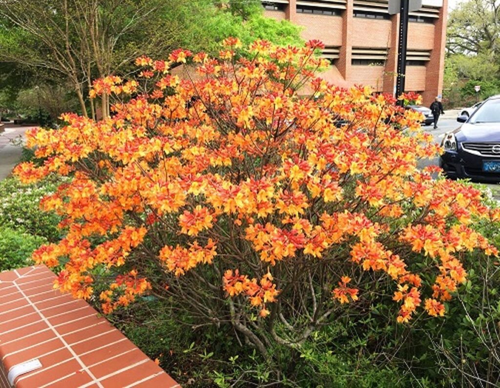 17 Colorful Plants That Attract Hummingbirds in Florida