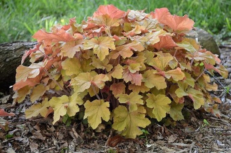 31 Stunning Heuchera Varieties for Your Dream Garden
