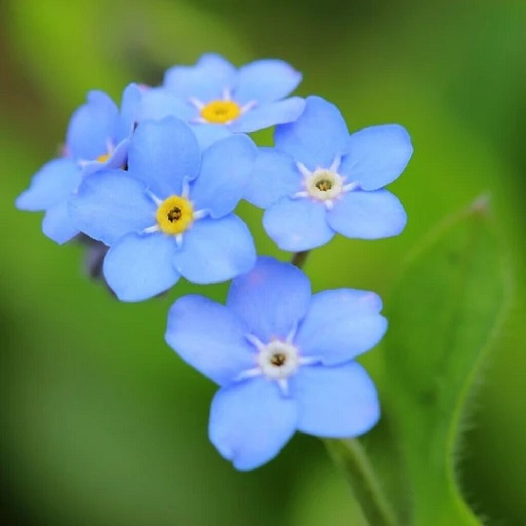 19 Amazing Flowers with 5 Petals That Brighten Any Garden