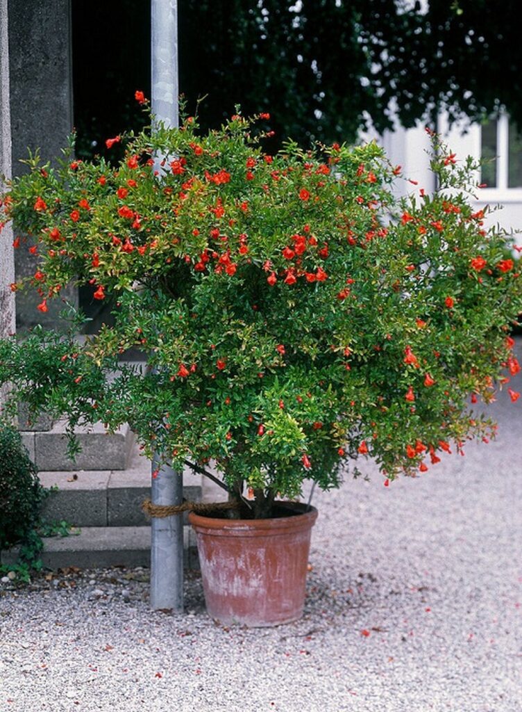 17 Charming Dwarf Fruit Trees Under 6 Feet for Small Spaces