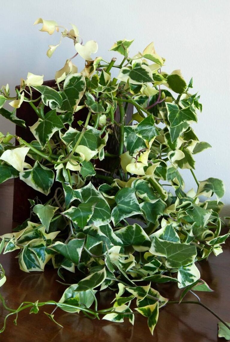 12 Amazing Vines That Grow Without Sunlight for Plant Lovers