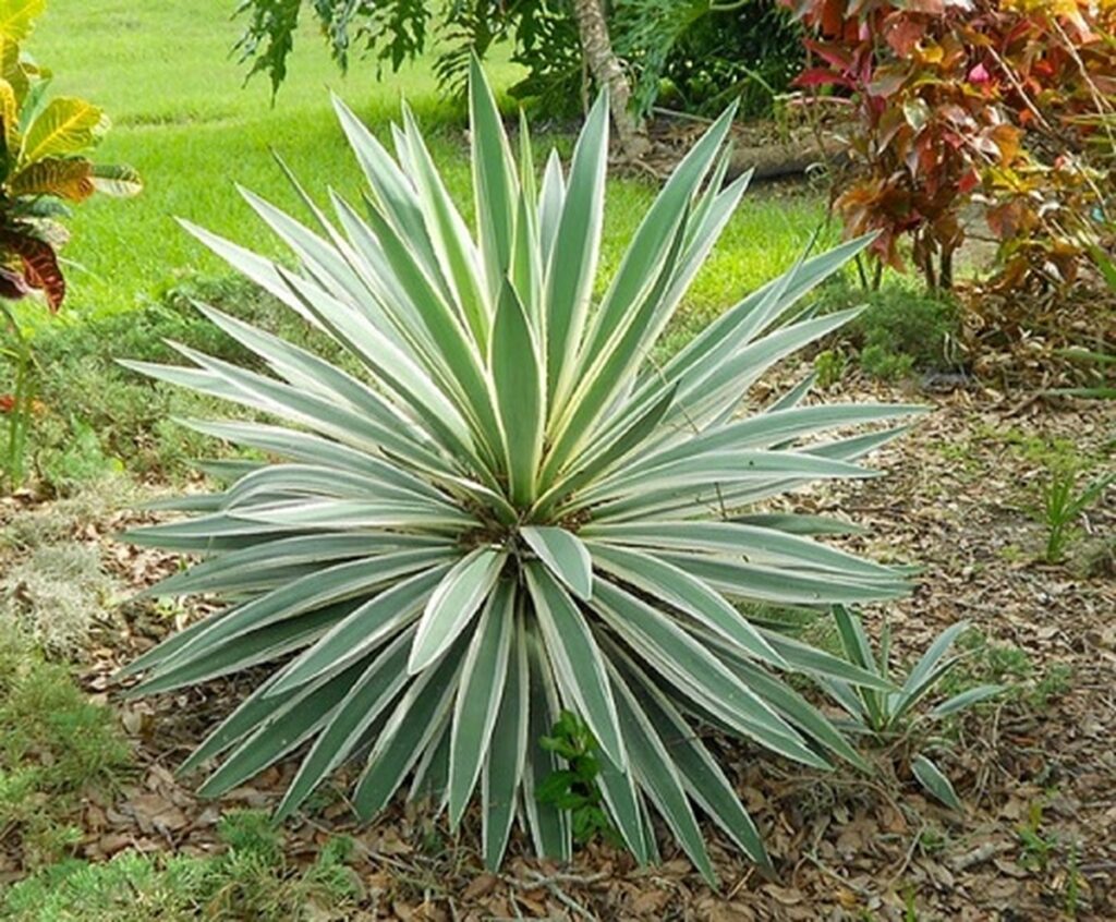 24 Stunning Yucca Plant Varieties for Your Garden Paradise