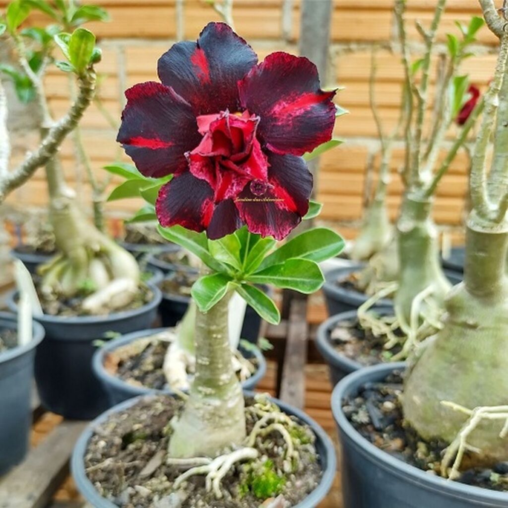 35 Different Types of Desert Rose Varieties to Fall in Love With