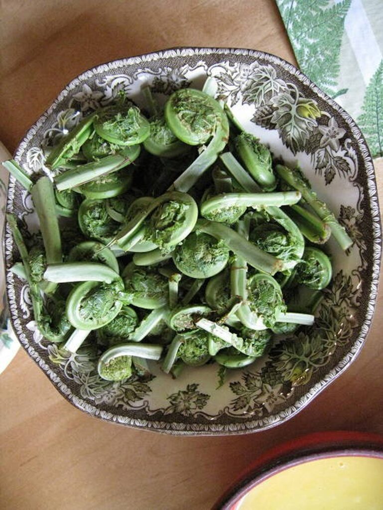 10 Must-Known Edible Ferns for Your Tasty Meals