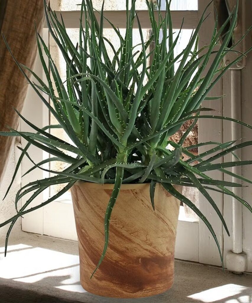 27 Stunning Aloe Vera Plant Display Ideas Indoors for Your Home