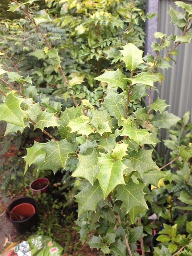 21 Gorgeous Spiky Plants That Will Transform Your Garden