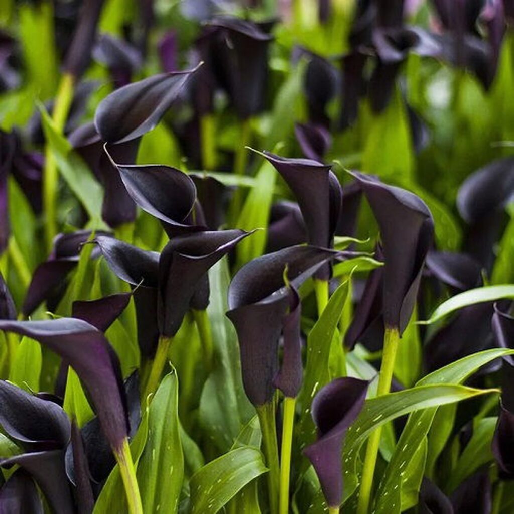 14 Beautiful Black Calla Lily Varieties That Amaze Every Time
