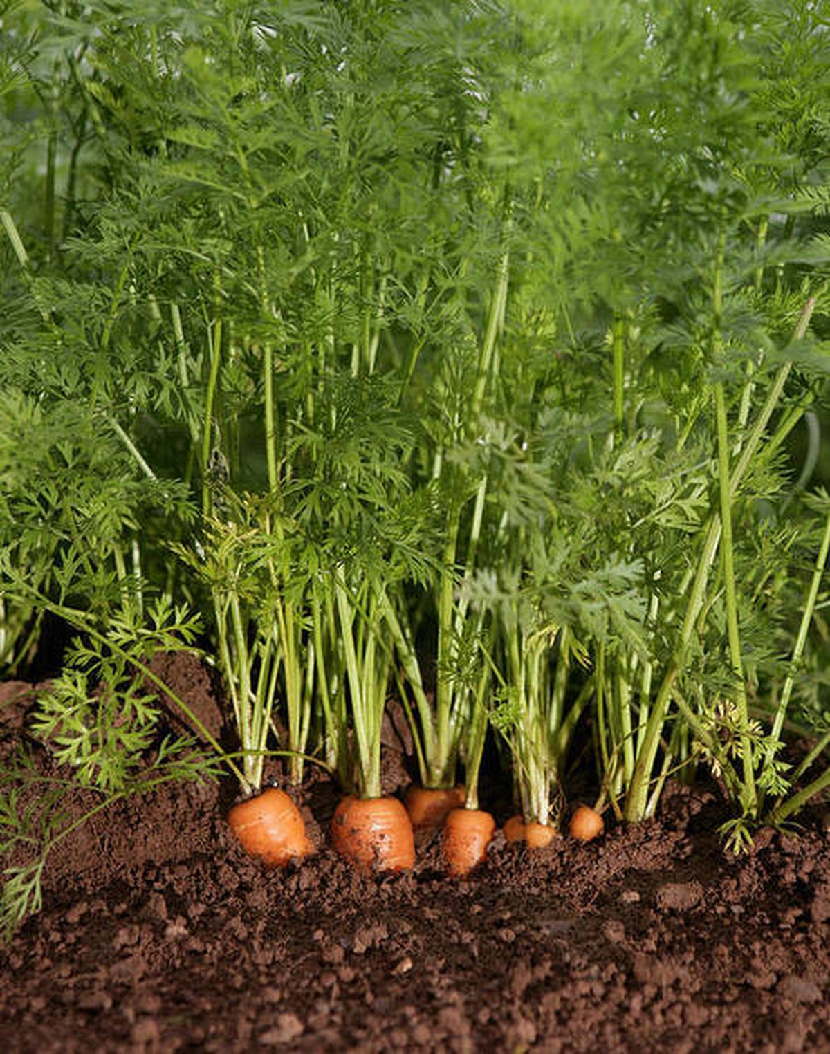 5 Fascinating Carrot Growth Stages Explained Simply