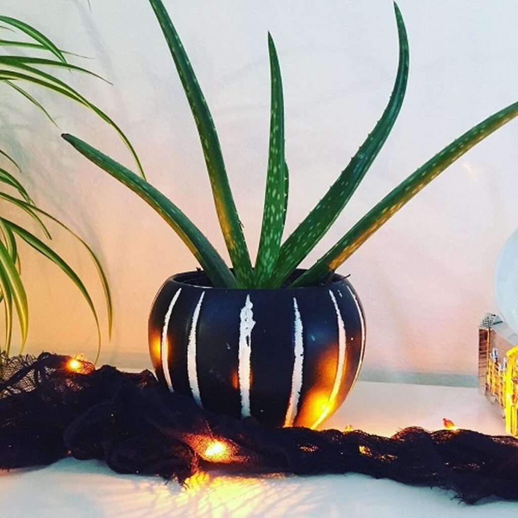 27 Stunning Aloe Vera Plant Display Ideas Indoors for Your Home