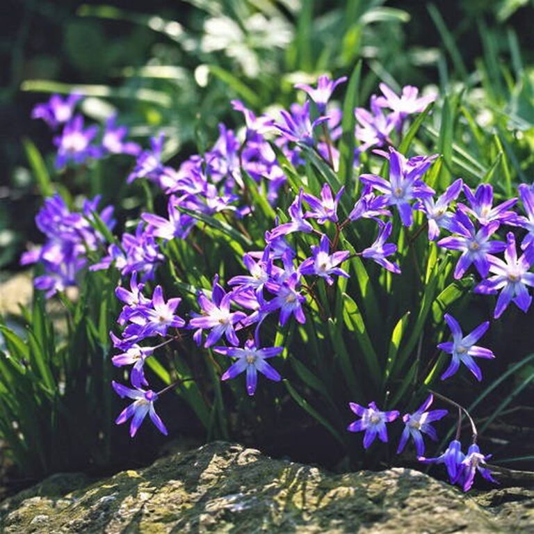 18 Lovely Purple Spring Flowers That Add Cheer to Any Garden