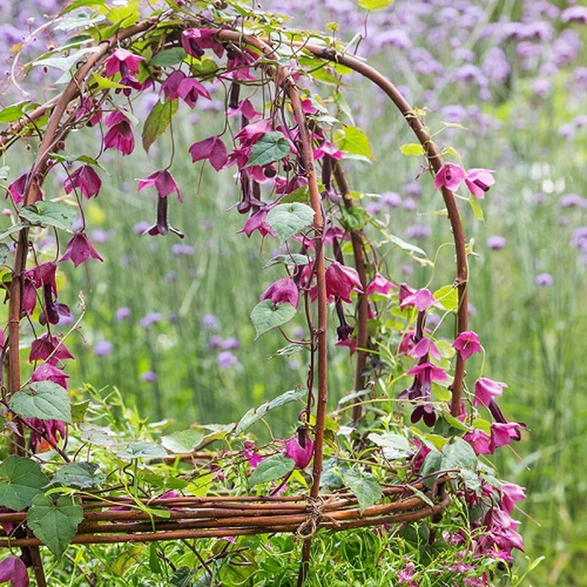 9 Breathtaking Vines with Pink Flowers to Transform Your Garden
