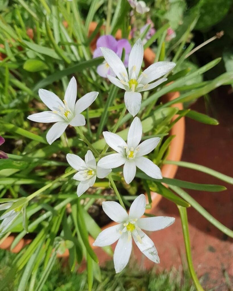 14 Beautiful Flowers That Look Like Stars - Star Shaped Wonders