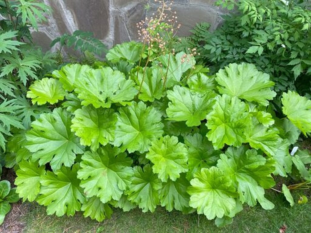 27 Stunning Big Leaf Outdoor Plants for Garden