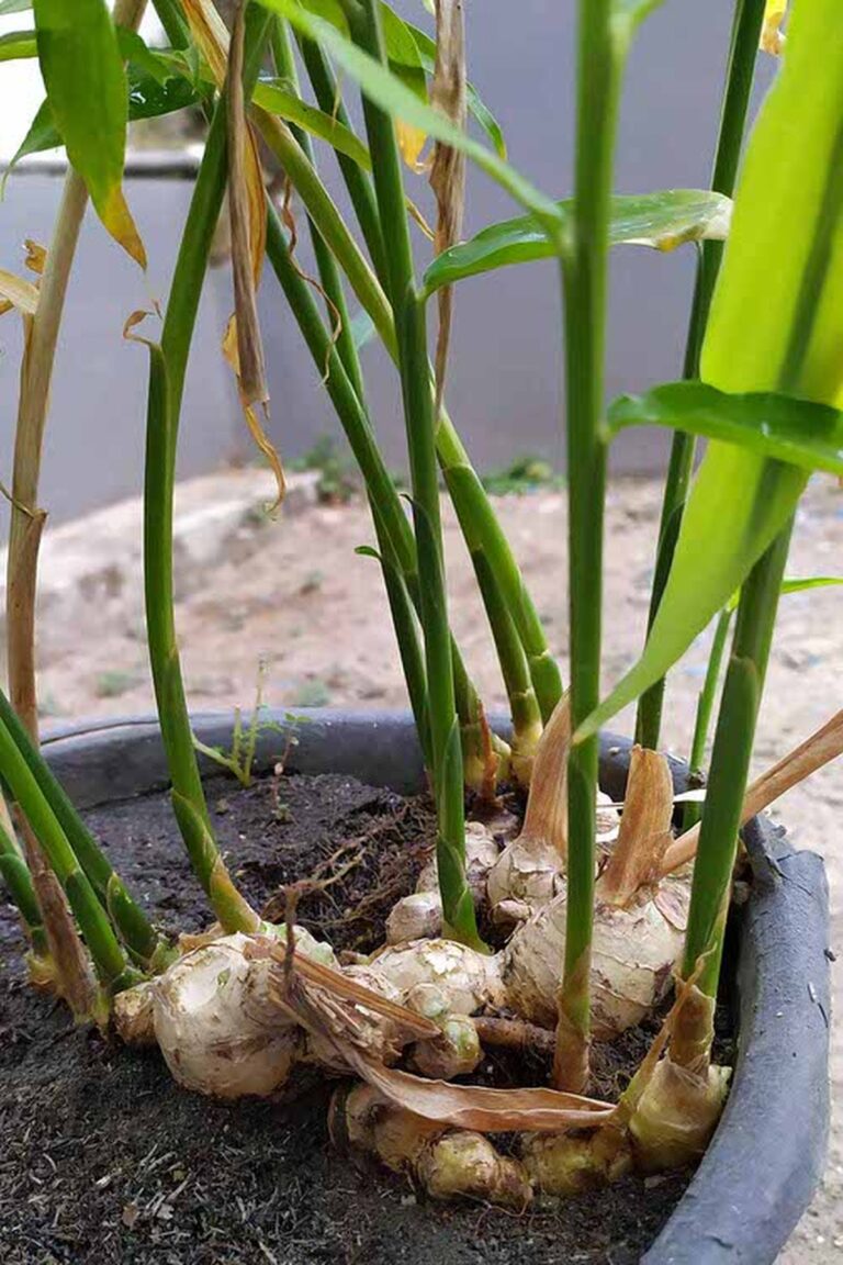 19 Gorgeous Types of Ginger Plants for Your Garden Paradise