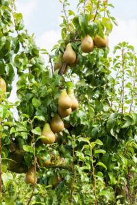 22 Amazing Fruit Trees that Grow in NC