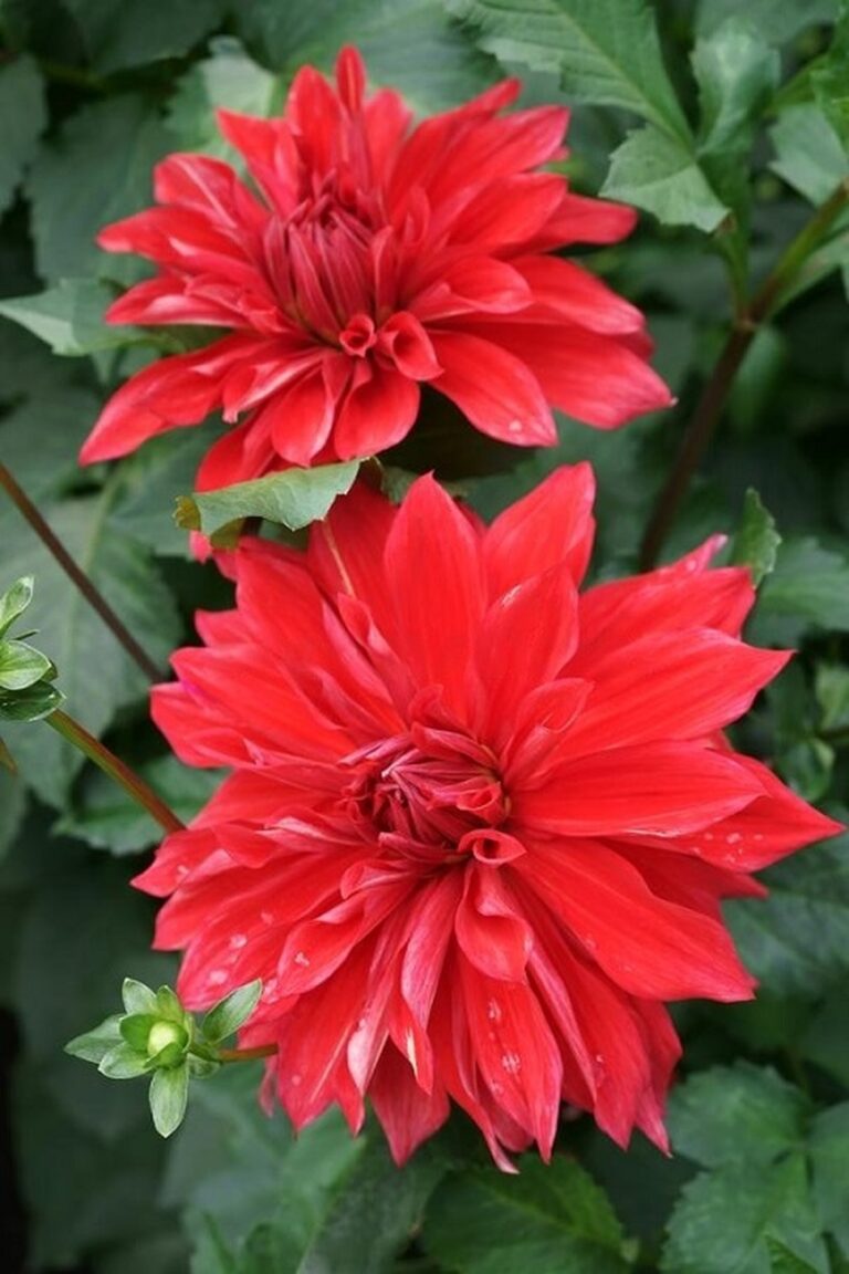 27 Stunning Red Dahlia Varieties That Will Brighten Any Garden