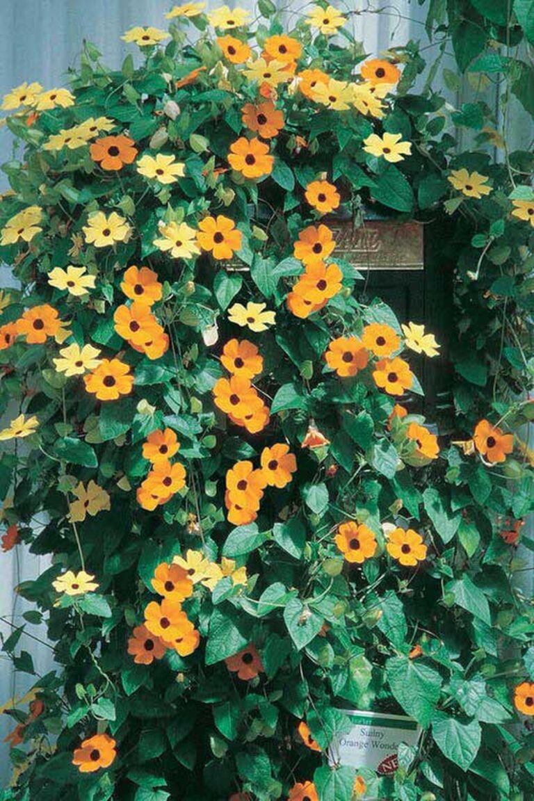 30 Gorgeous Trailing Foliage Plants for Hanging Baskets and Windowboxes