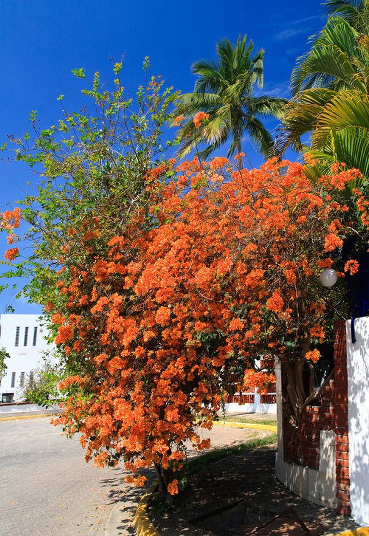 11 Stunning Climbers and Vines with Orange Flowers for Your Garden