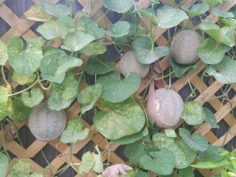 15 Delightful Fruits That Grow on Vines and Climbers