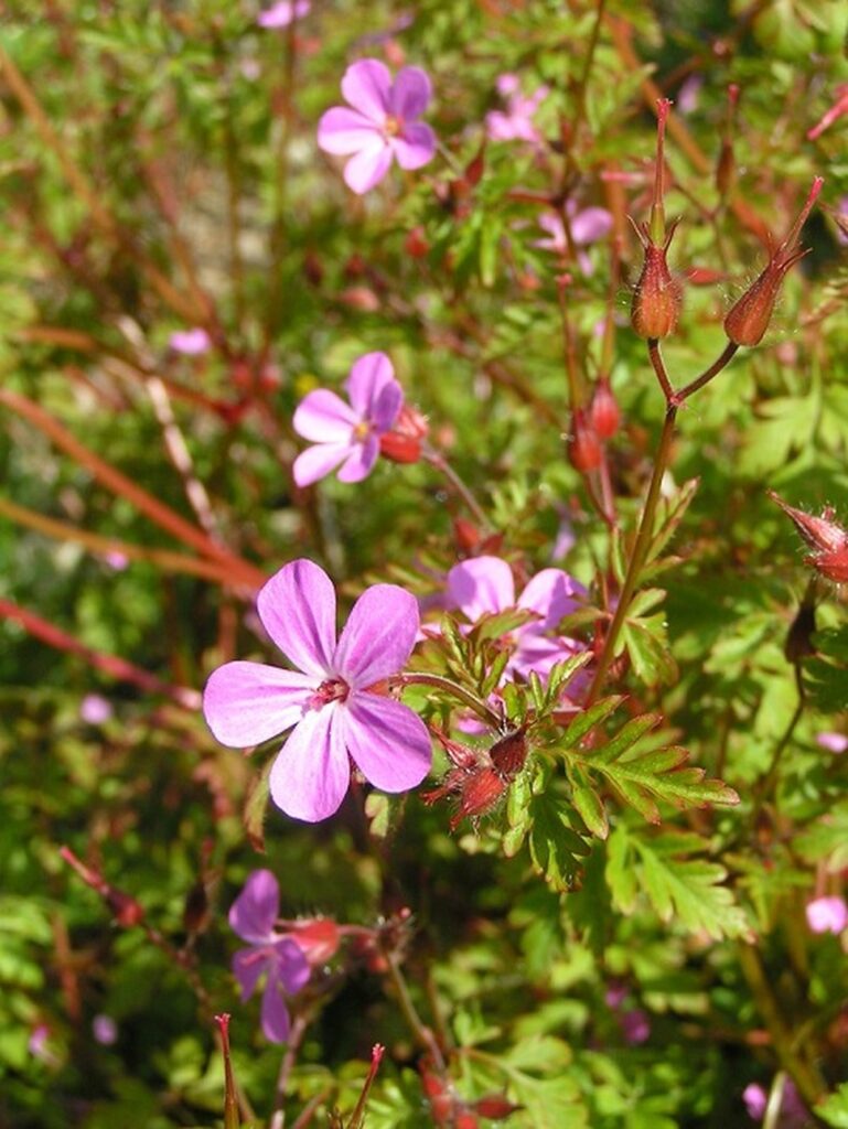 20 Exotic Weeds With Red Vines and Stems to Discover