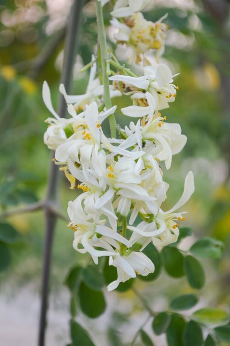 20 Edible Flowers that are Vegetables - Cook These Blooms Today!