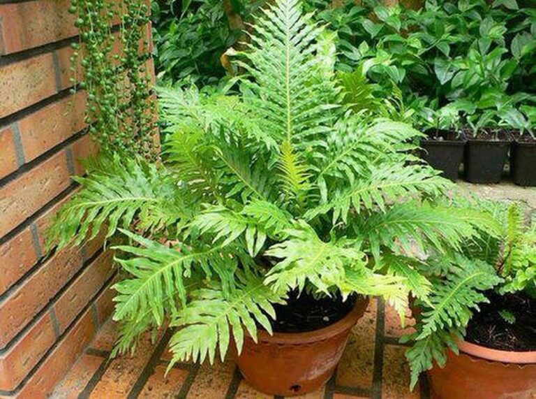 47 Most Beautiful Ferns To Grow That Thrive In Containers