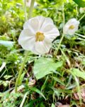 13 Gorgeous Spring Flowers in Michigan to Brighten Your Garden