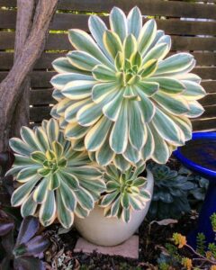 24 Breathtaking Plants That Look Like They Are Made Of Copper