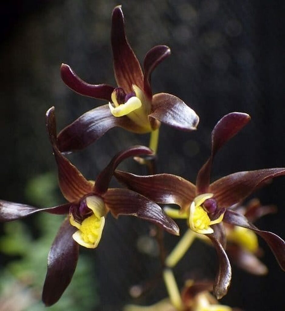 21 Gorgeous Brown Flowers to Brighten Your Garden Today