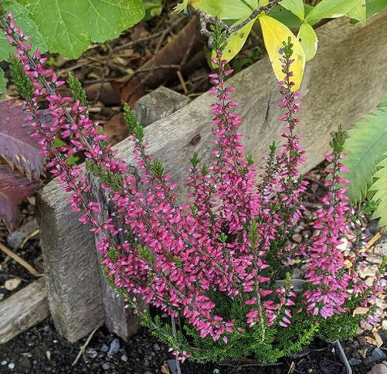 16 Beautiful German Flowers to Brighten Your Garden