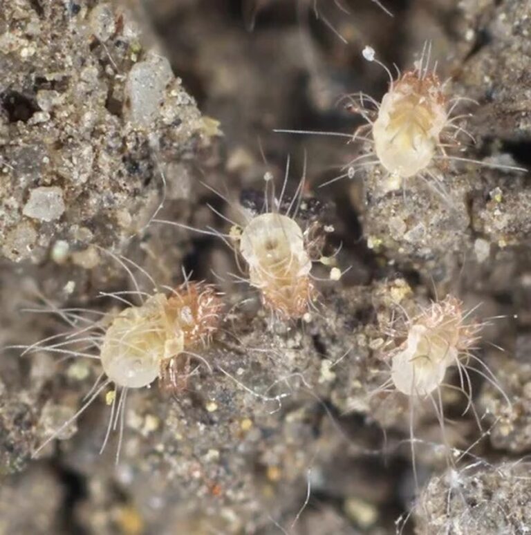 17 Tiny White Bugs That Look Like Lint: Spot Them Now!