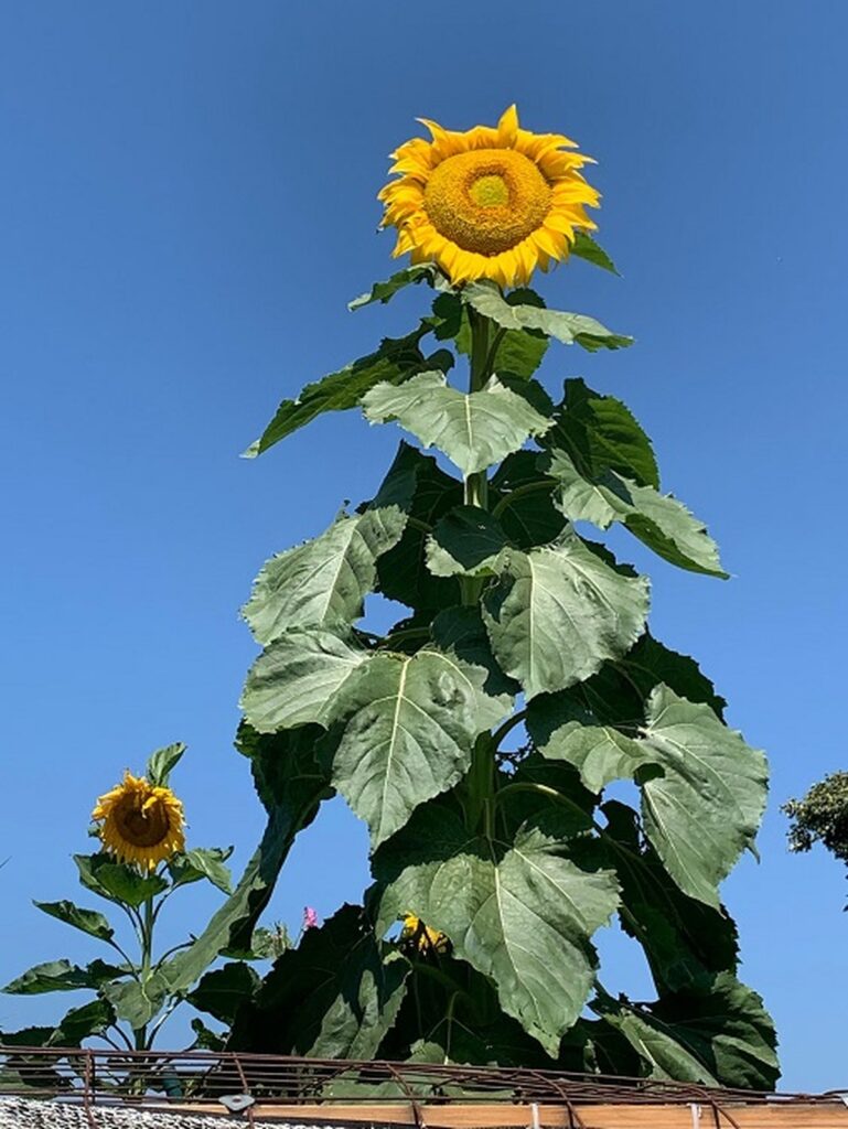 15 Stunning Giant Sunflower Varieties for Your Dream Garden