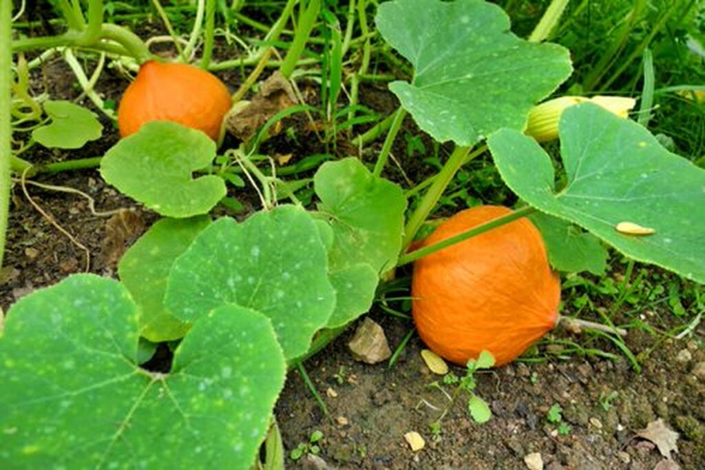 38 Delicious Types of Squash: Best Varieties for Your Garden