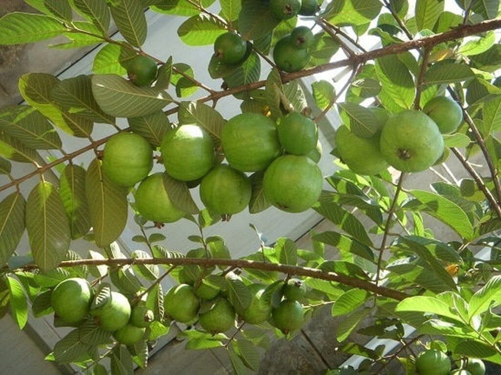 25 Amazing Drought Tolerant Fruit Trees for Easy Growing