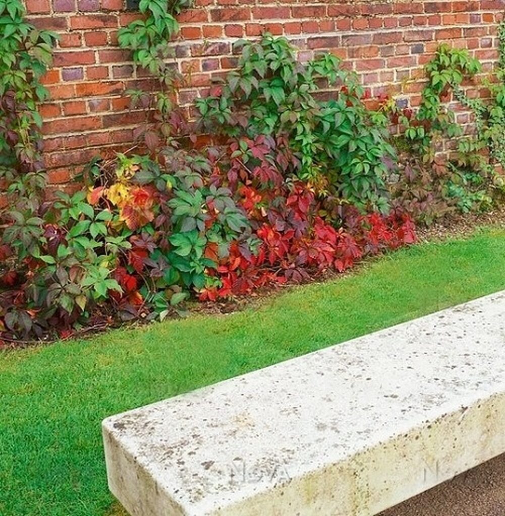 21 Stunning Fast Growing Creepers and Vines for Your Garden