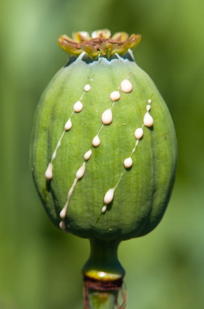 26 Fascinating Milky Sap Plants Every Garden Lover Should Know