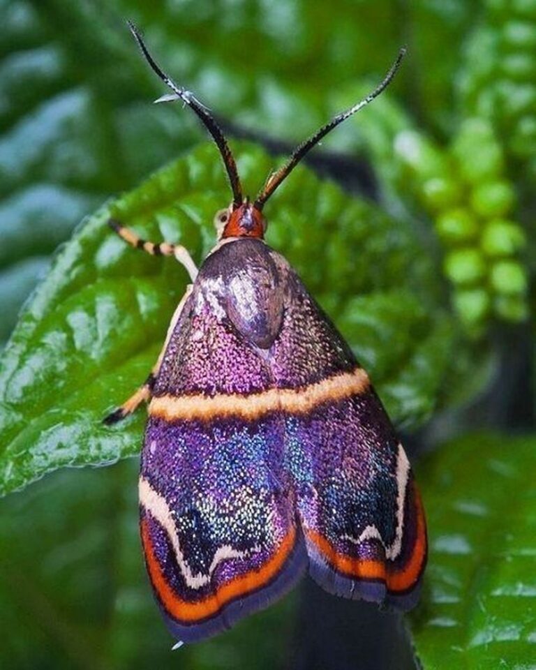 28 Adorable Moths That Are As Beautiful As Butterflies