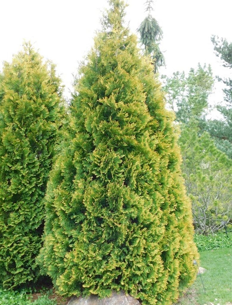 28 Stunning Tall Skinny Trees for Your Perfect Garden Oasis