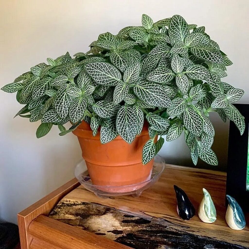 22 Beautiful Cold Tolerant Indoor Plants for Chilly Spaces